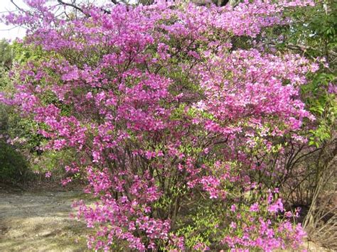 コバノミツバツツジ咲く 広田神社広田山公園お茶会も 月に昇るその日まで
