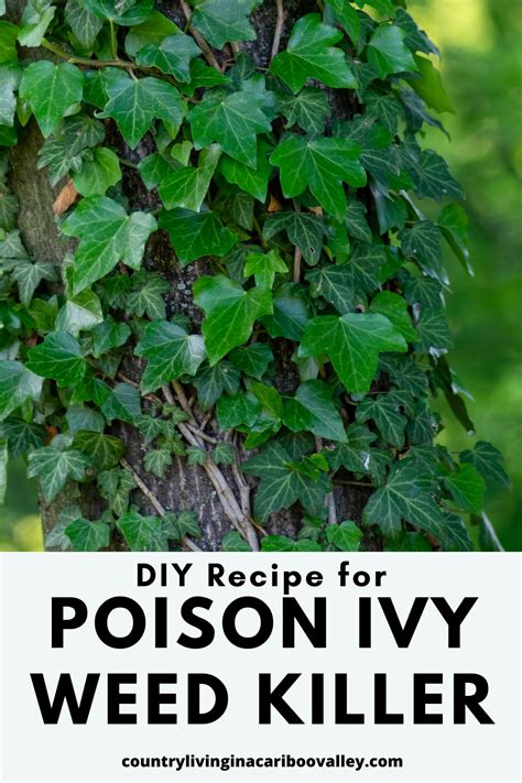 Homemade Poison Ivy Killer Recipe Get Rid Of Poison Ivy Plants Artofit