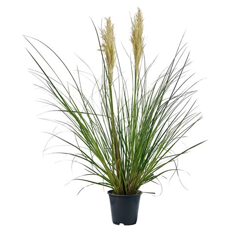 Angebot Aldi Süd GARDENLINE XXL Pampasgras Aldi S