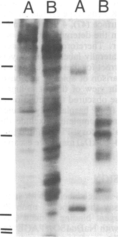 Selective Labeling Of The Apical Or Basolateral Surface Download Scientific Diagram