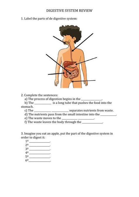 Digestive System Review Interactive Worksheet Live Worksheets
