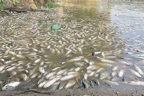 Resíduos que provocaram morte de peixes no Rio Piracicaba são de Rio