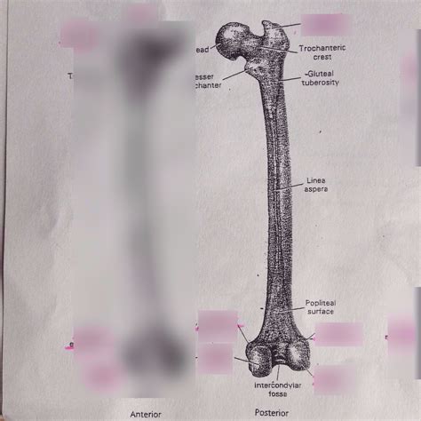 Anatomy Appendicular Division Of Skeletal System Lower Extremity