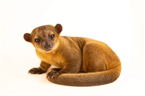 Kinkajou Potos Flavus Chapadensis Joel Sartore