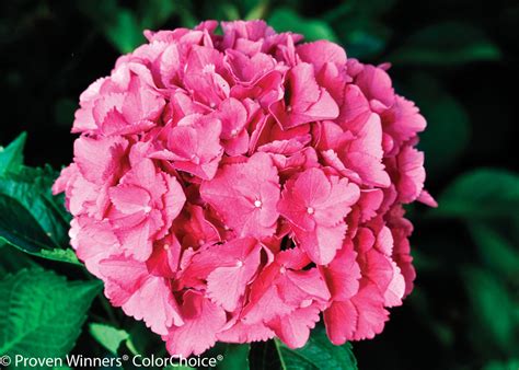 Cityline Venice® Hydrangea Plant Addicts