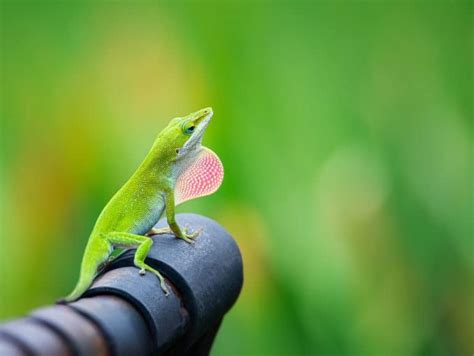 45 Texas Lizards That Are Native To The Lone Star State