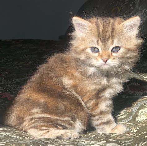Siberian Cats For Sale Kentucky At Ann Burkett Blog