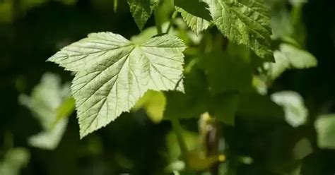 Як підготувати смородину до зими чим підгодувати восени правильний вибір для гарного врожаю