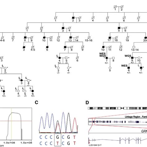 Corneal Disease Associated With Regulatory Region Mutations In Grhl2
