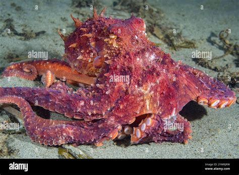 East Pacific Red Octopus Octopus Rubescens Aka Ruby Octopus Redondo