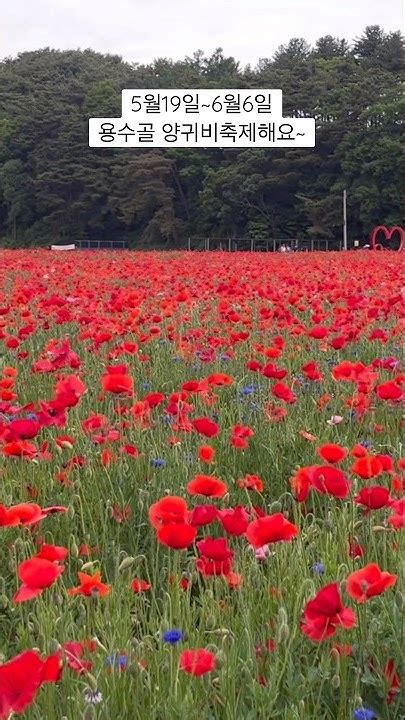 빨간양귀비꽃의 꽃말은 위로용수골꽃양귀비축제 첫날 모습 임영웅 Imhero Youtube