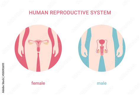 Human Reproductive System Female And Male Body With Reproductive