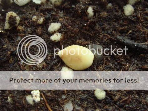 Proboscidea And Ibicella Terraforums Venus Flytrap Nepenthes Drosera And More Talk