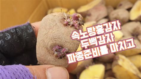 속노랑홍감자와 두백감자 파종준비를 합니다 Youtube