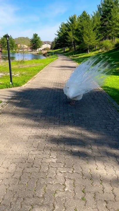 Amazing Peacock 🦚😱 Beautiful Birds Wildlife Peacock Shorts