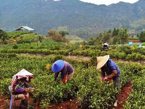 春日采茶忙，泰顺猫狸坎共富工坊用“一片叶子富裕一方百姓”