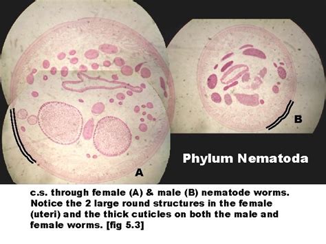 Pseudocoelomates Nematoda Phylum Rotifera Phylum The Pseudocoelomate