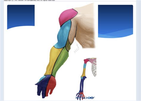 3 11 Supraclavicular Brachial Plexus Block Flashcards Quizlet