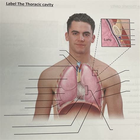 G The Respiratory System The Thoracic Cavity Diagram Quizlet