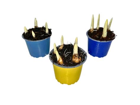 Iris Reticulata Mix — Рослини оптом Floraccess