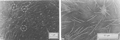 Transmission Electron Micrographs Of Ultrathin Sections Of Sample 2