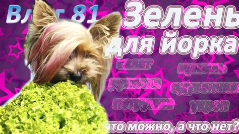 Зелень в рационе йорка. Можно ли йорку салат, рукколу, укроп и не ...