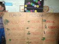 16 Ideias De Feira De Ciências Em 2024 Ervas Medicinais Ervas Chás