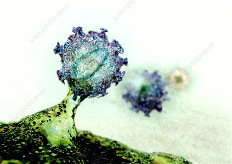 Budding Hiv Particle Computer Artwork Stock Image M0501340