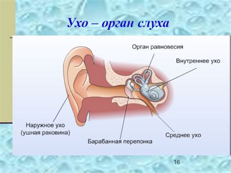 Строение уха для детей дошкольников картинки