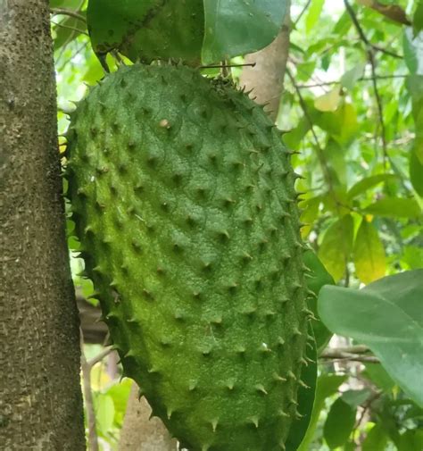 15 Health Benefits Of Soursop Leaves Uses And Side Effects