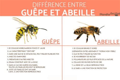 Différence entre GUÊPE et ABEILLE Ne les confondez plus