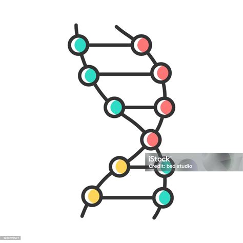 Dna 나선 색상 아이콘입니다 Zdna 연결된 점 선 데옥시리보핵 핵산 구조 나선형 가닥 염색체 분자 생물학 유전 코드 유전학