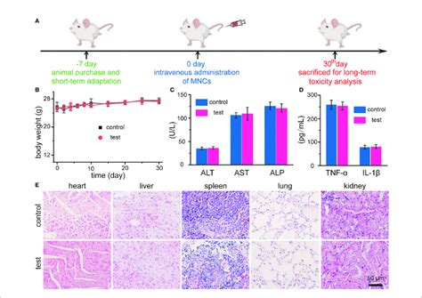 Schematic Illustration Of In Vivo Toxicity Evaluation Of Mncs A