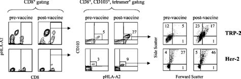 Cd8 Cd103 Phla Tum Cells Are Expanded Upon Vaccination In Ag Responsive