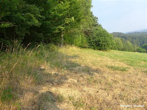 Drassodes Pubescens Skálovka Pýřitá Gnaphosidae Skálovkovití