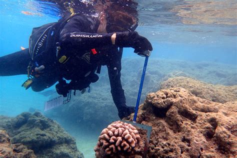 Coral Colonies Temporal Texture Study Friends Of Hanauma Bay