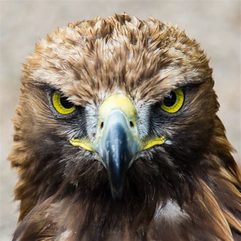 Face Off By James Mcclave 500px