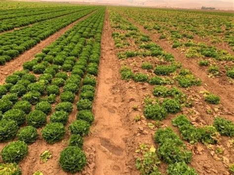 Strategies To Control Pythium Wilt Of Lettuce Salinas Valley Agriculture