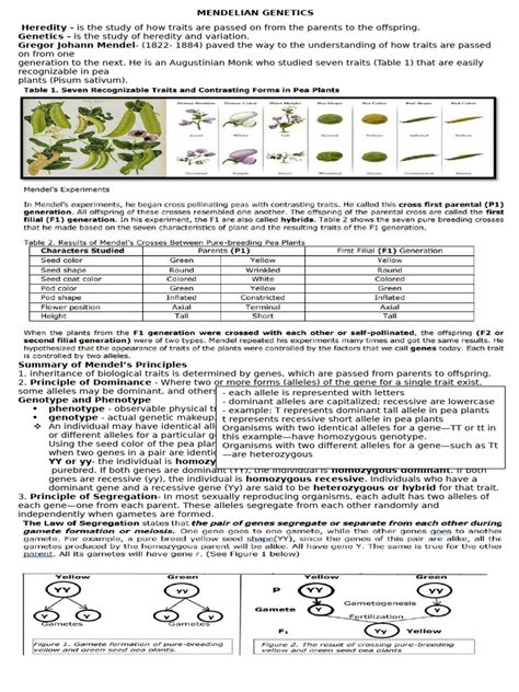 Mendelian Genetics Module Pdf Dominance Genetics Genotype
