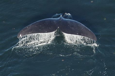 The Vineyard Gazette Marthas Vineyard News Marine Mammal