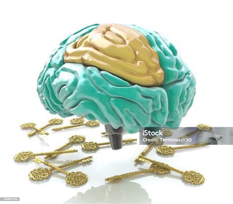 지적 문제와 관련된 정보의 디자인에 인간의 두뇌와 열쇠 3d 일러스트레이션 3차원 형태에 대한 스톡 사진 및 기타 이미지 3