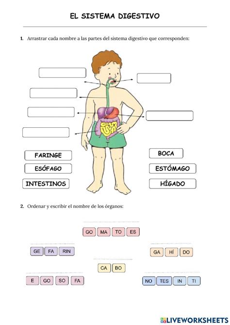Sistema Digestivo Interactive Activity For 3ro Live Worksheets