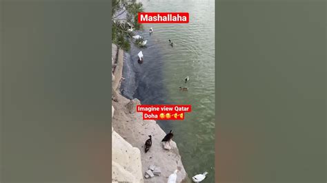 Shubhan Allaha Imagine View Qatar Doha 🥰🥰🤲🤲 Youtubeshorts Islam