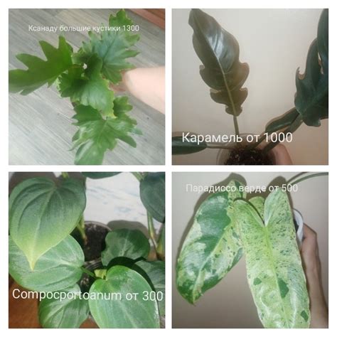 Продам Больше цветов в профиле Отправляю почтой по России домашние цветы Рыбинск ОБМЕН