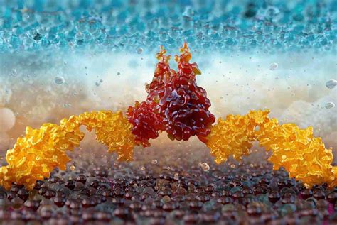 Ada Assay Development Service Creative Diagnostics