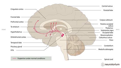 Dopamine Pathways In The Brain