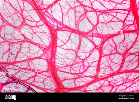 Bladder Tissue Light Micrograph Of Stretched Tissue From The Wall Of