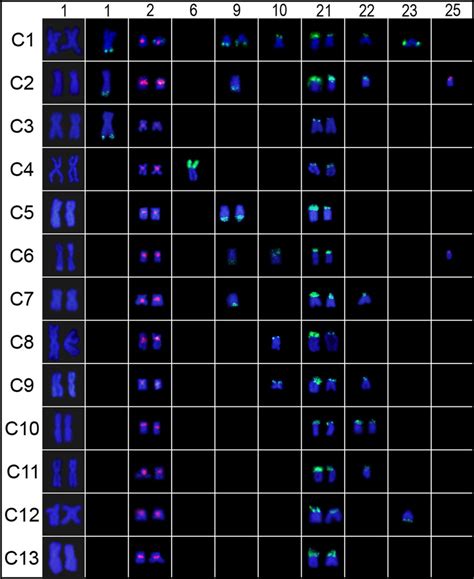 Cytotypes Found In Astyanax Lacustris Submitted To Fluorescence In