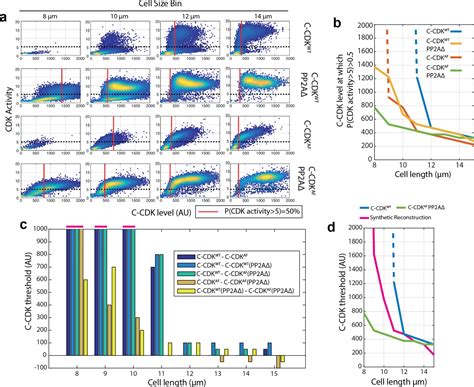 Cdk Control Pathways Integrate Cell Size And Ploidy Information To Control Cell Division Elife