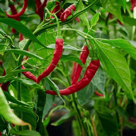 Ghana Eyes 30 Million In Revenue From Chilli Exports In Three Years